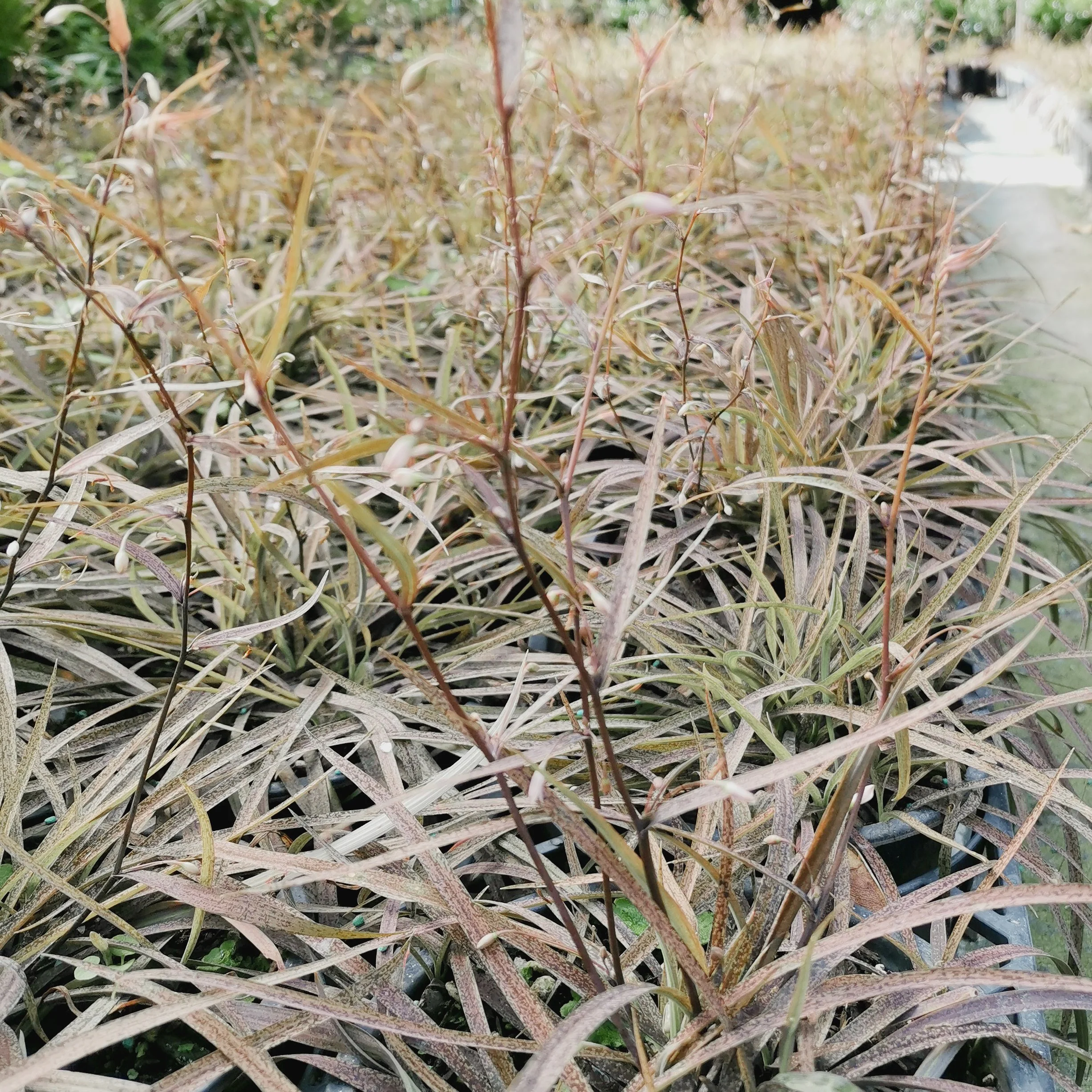 Chionochloa flavicans — Naturally Native New Zealand Plants (2013) Ltd