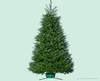 Korean Fir Christmas Tree — Advent Christmas Tree Farm, LLC