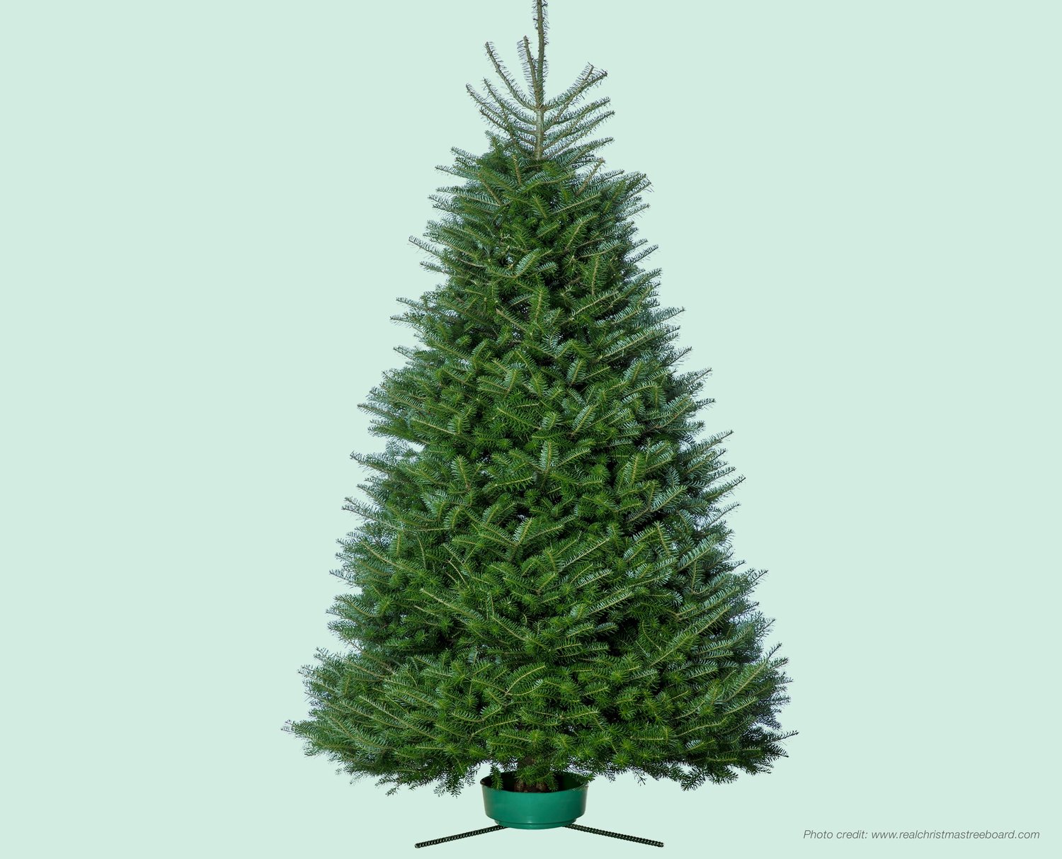 Korean Fir Christmas Tree — Advent Christmas Tree Farm, LLC