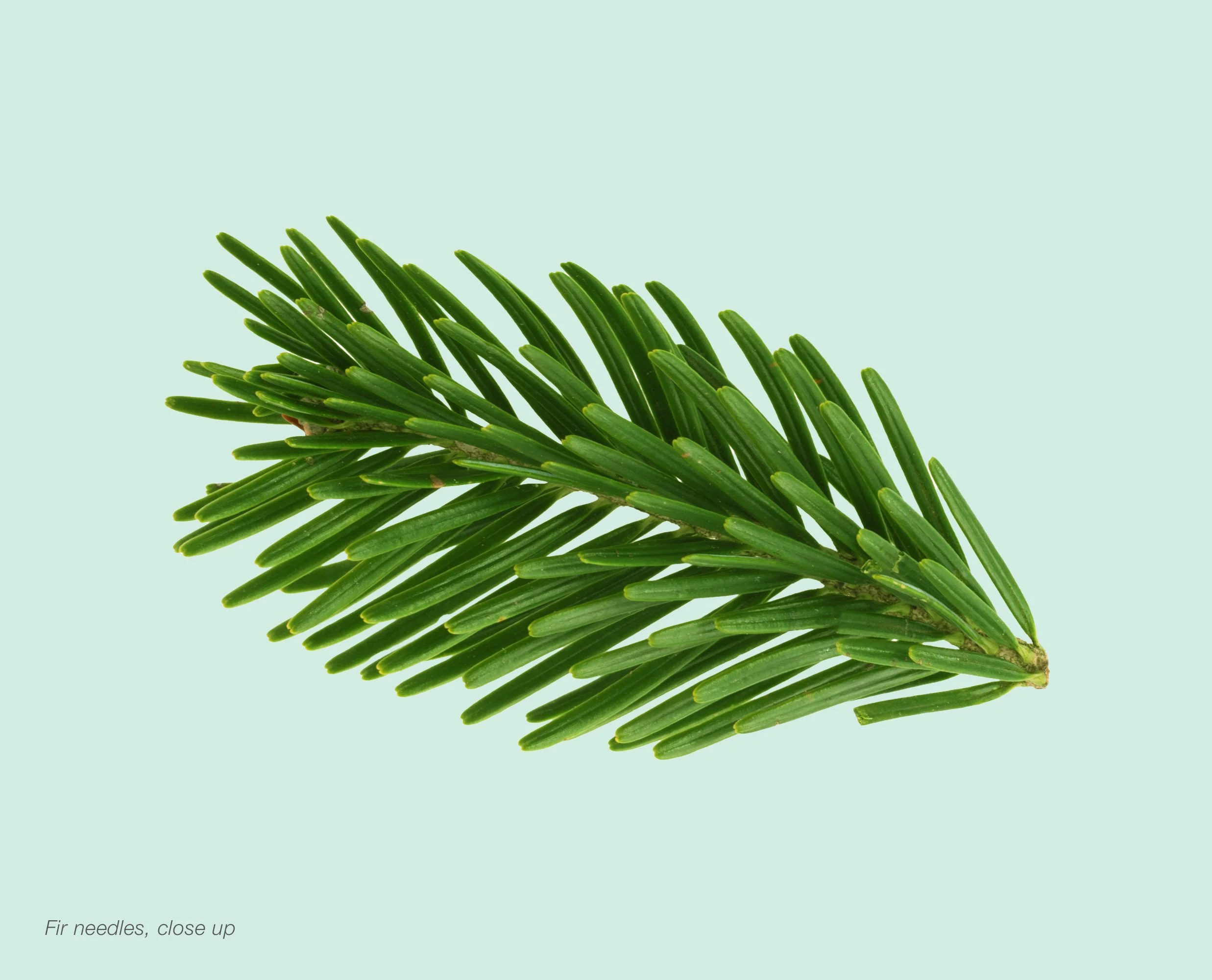 View Our Trees & Pricing — Advent Christmas Tree Farm, LLC