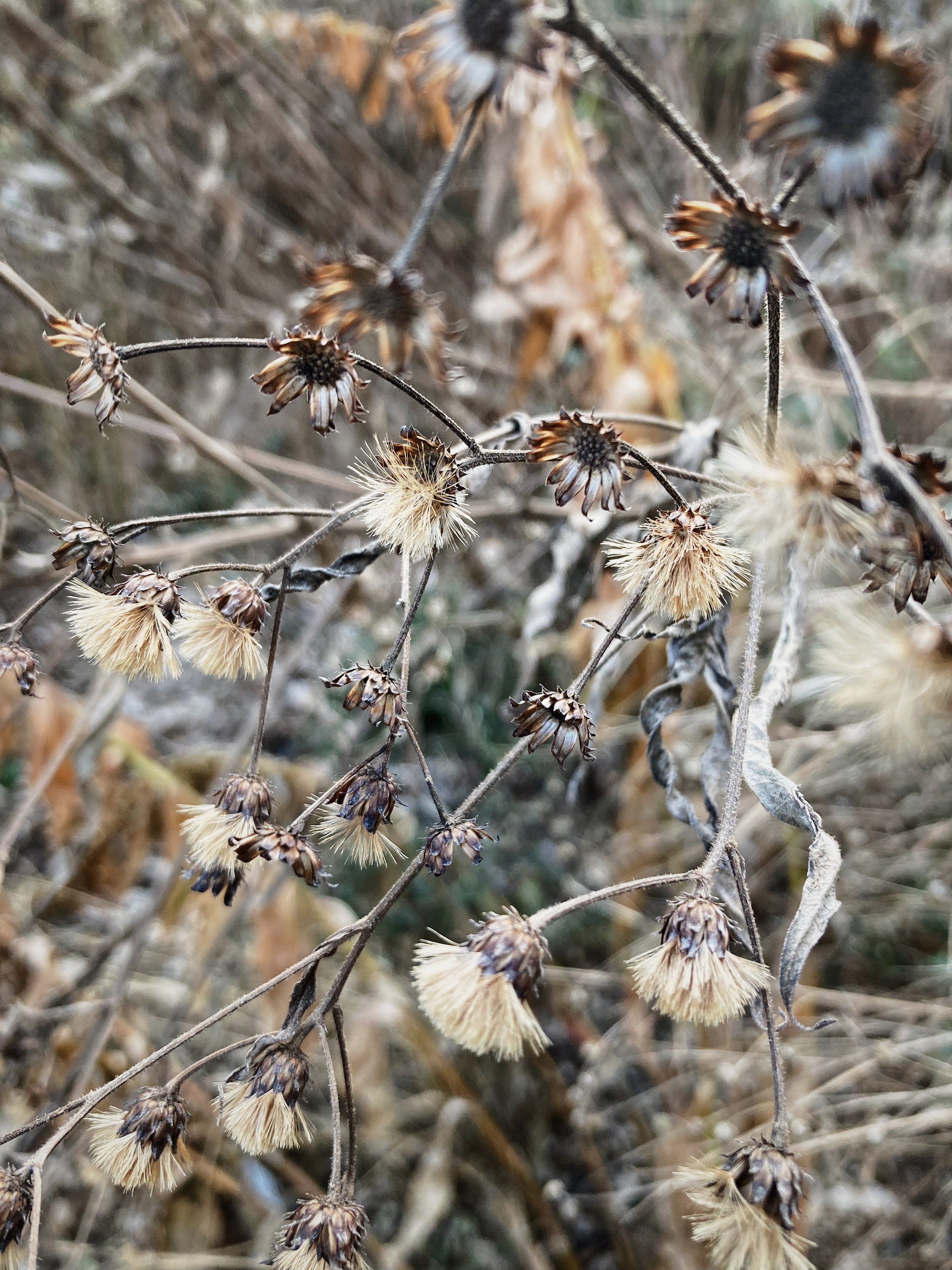Discovering Winter's Hidden Beauty: A Mindful Journey Through the ...