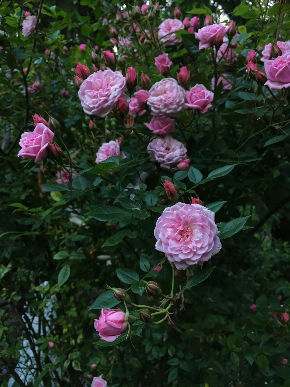 roses of the lower east side — marble & milkweed