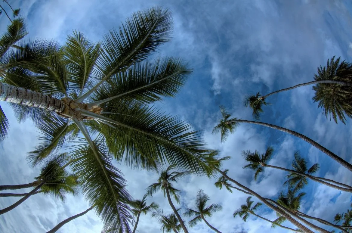Oahu Tree Service | Trimming, Removal & More | Tree Masters