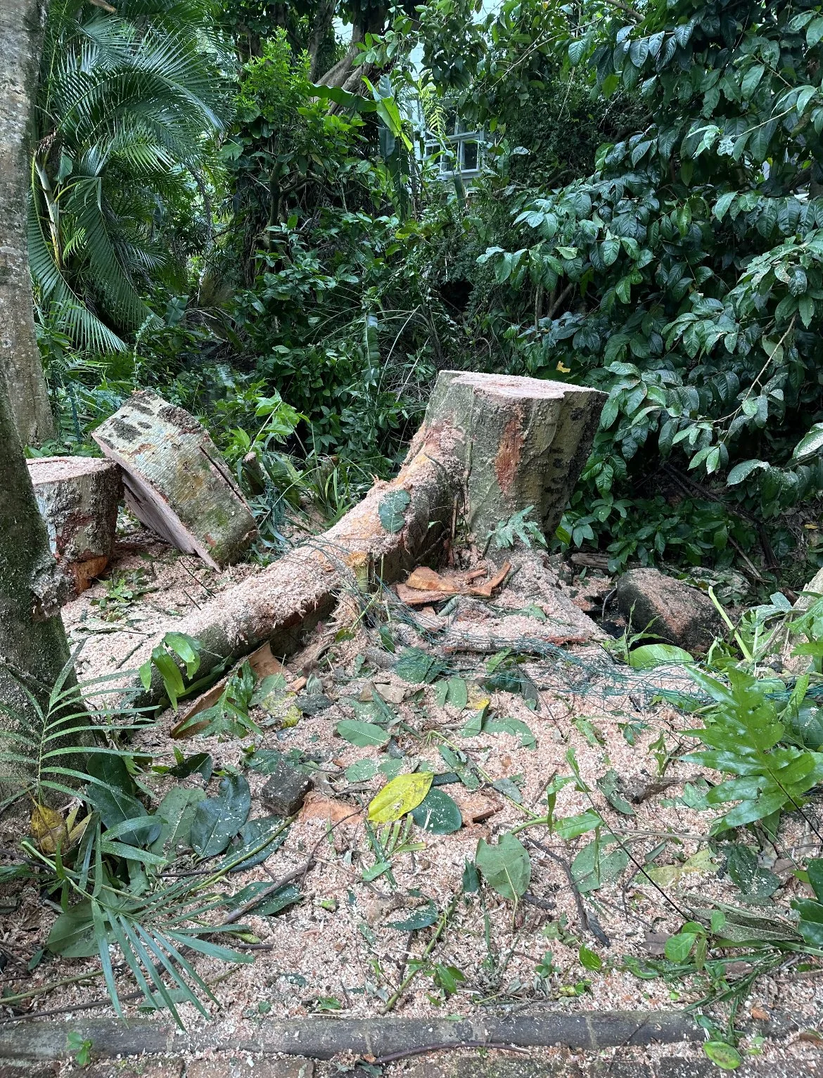 Oahu Tree Service | Trimming, Removal & More | Tree Masters