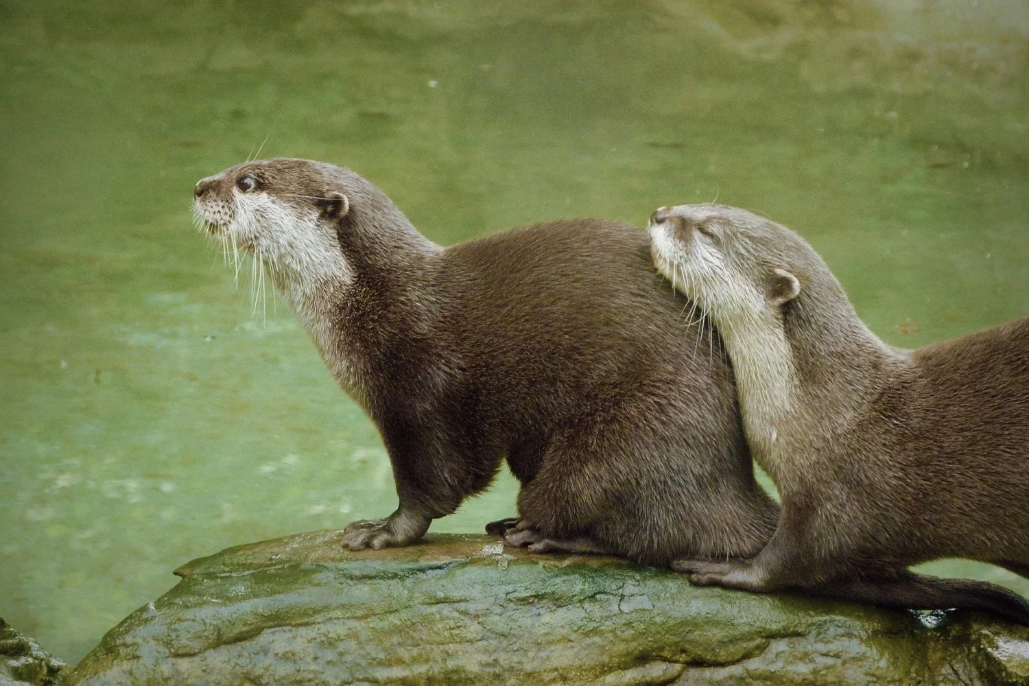 Nature Conservation — Penpont