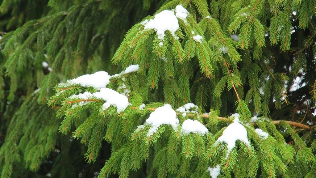 Evergreen Screening Ideas: Create Privacy and Beauty in Your Backyard ...