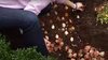 Best Practices for Tulip Bulb Planting: Depth, Spacing, and Care ...