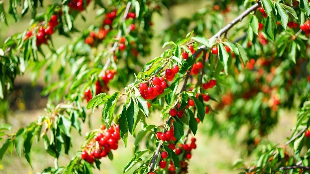How to Grow Cherries: A Comprehensive Guide — HowToGardenz.com