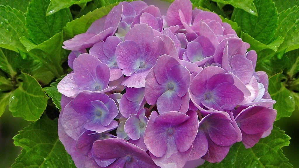 How to Grow Hydrangeas: A Step-by-Step Guide for Canadian Gardening ...