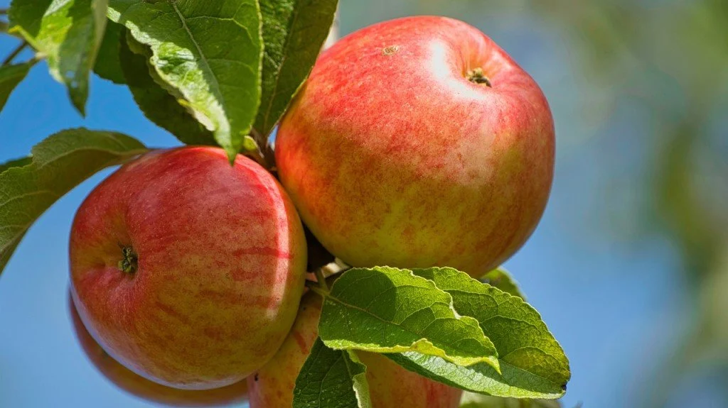 How to Grow Apples — HowToGardenz.com