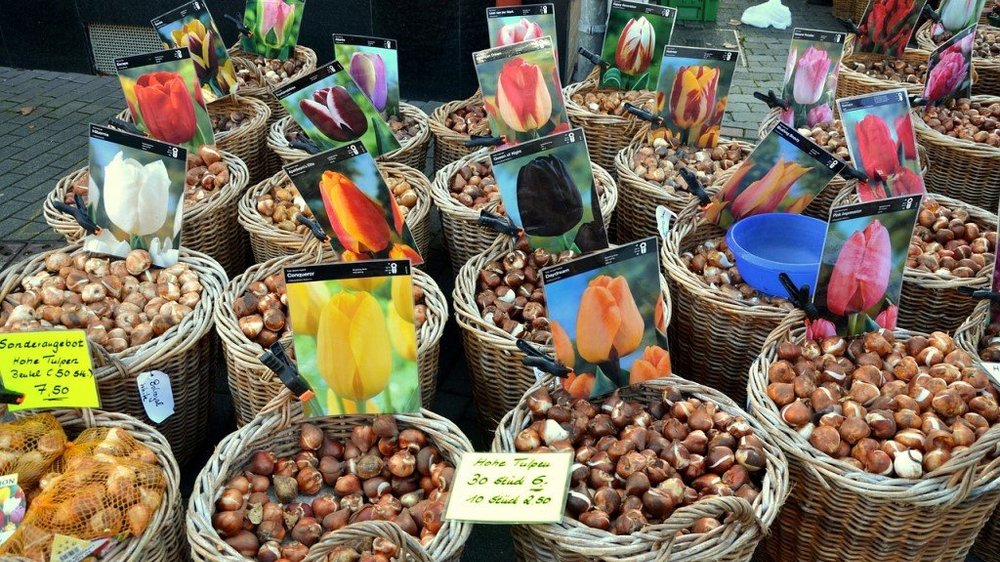 Best Practices for Tulip Bulb Planting: Depth, Spacing, and Care ...