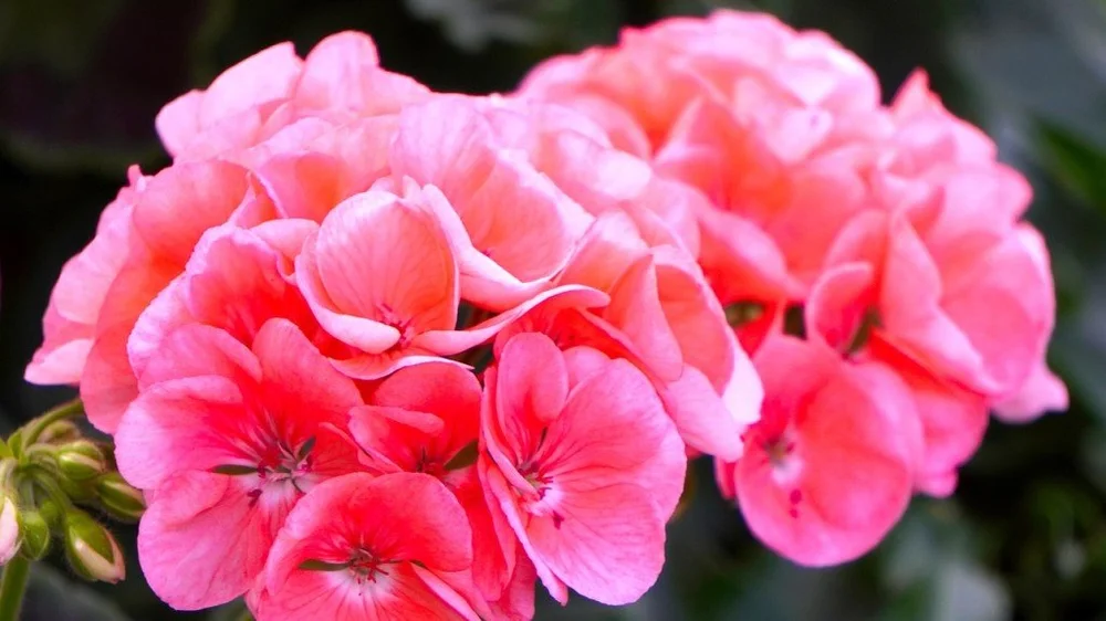 How to Grow Geraniums: A Burst of Colour for Your Garden — HowToGardenz.com