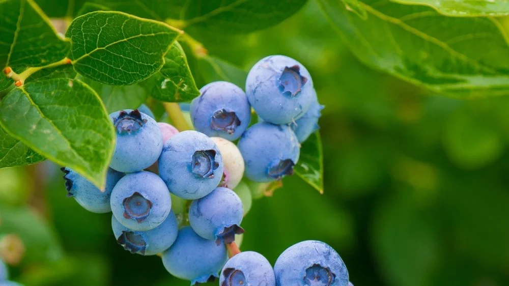 How to Grow Blueberries Like a Pro: A Step-by-Step Guide — HowToGardenz.com