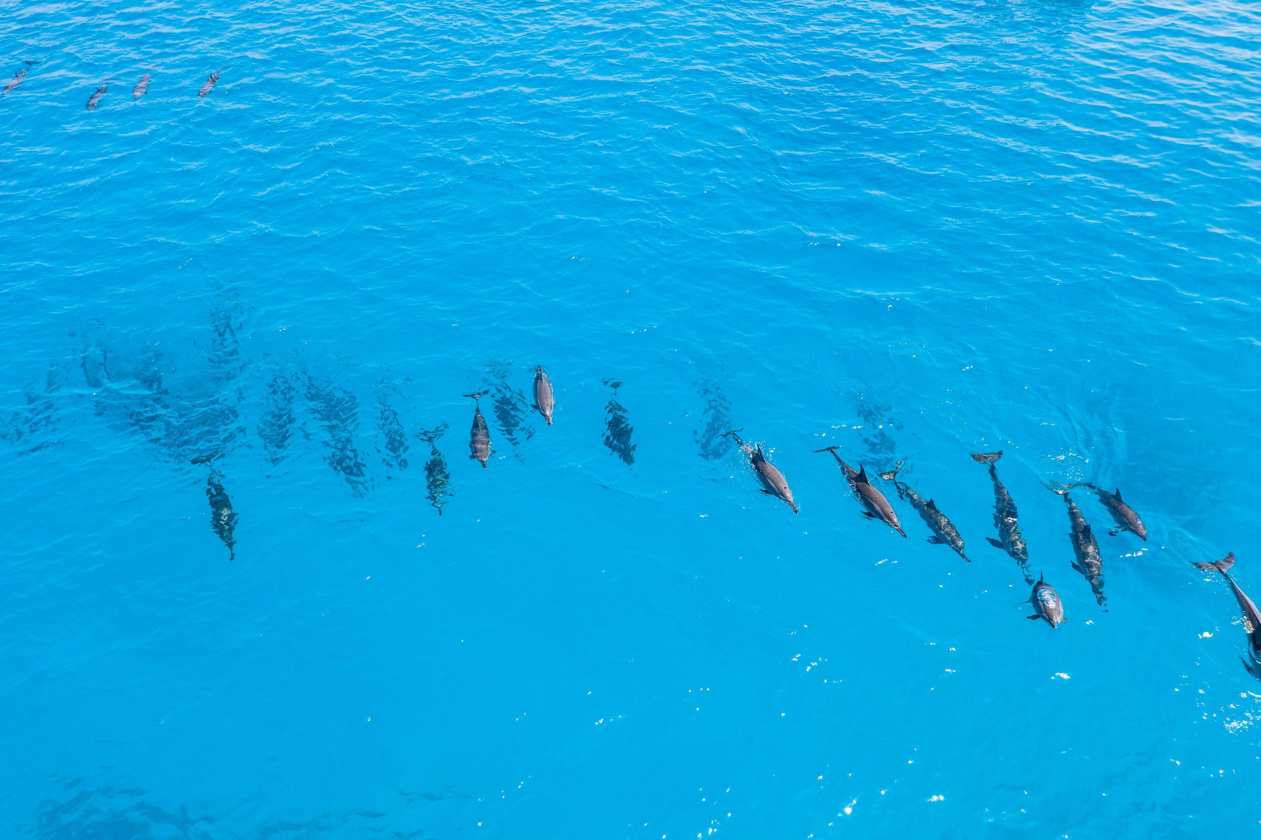 Reisschema bootreis naar de dolfijnen in Egypte — SATAYA DOLPHIN SAFARI