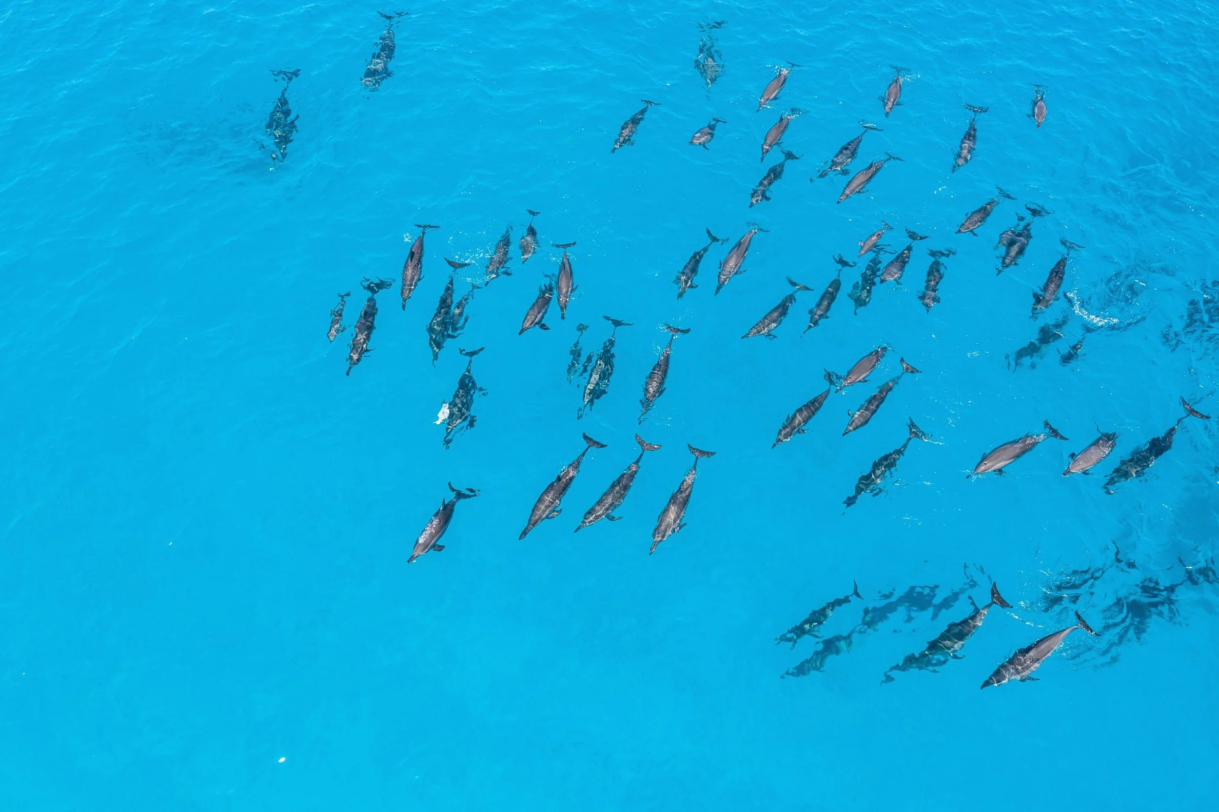 Zwemmen met wilde dolfijnen in Egypte — SATAYA DOLPHIN SAFARI
