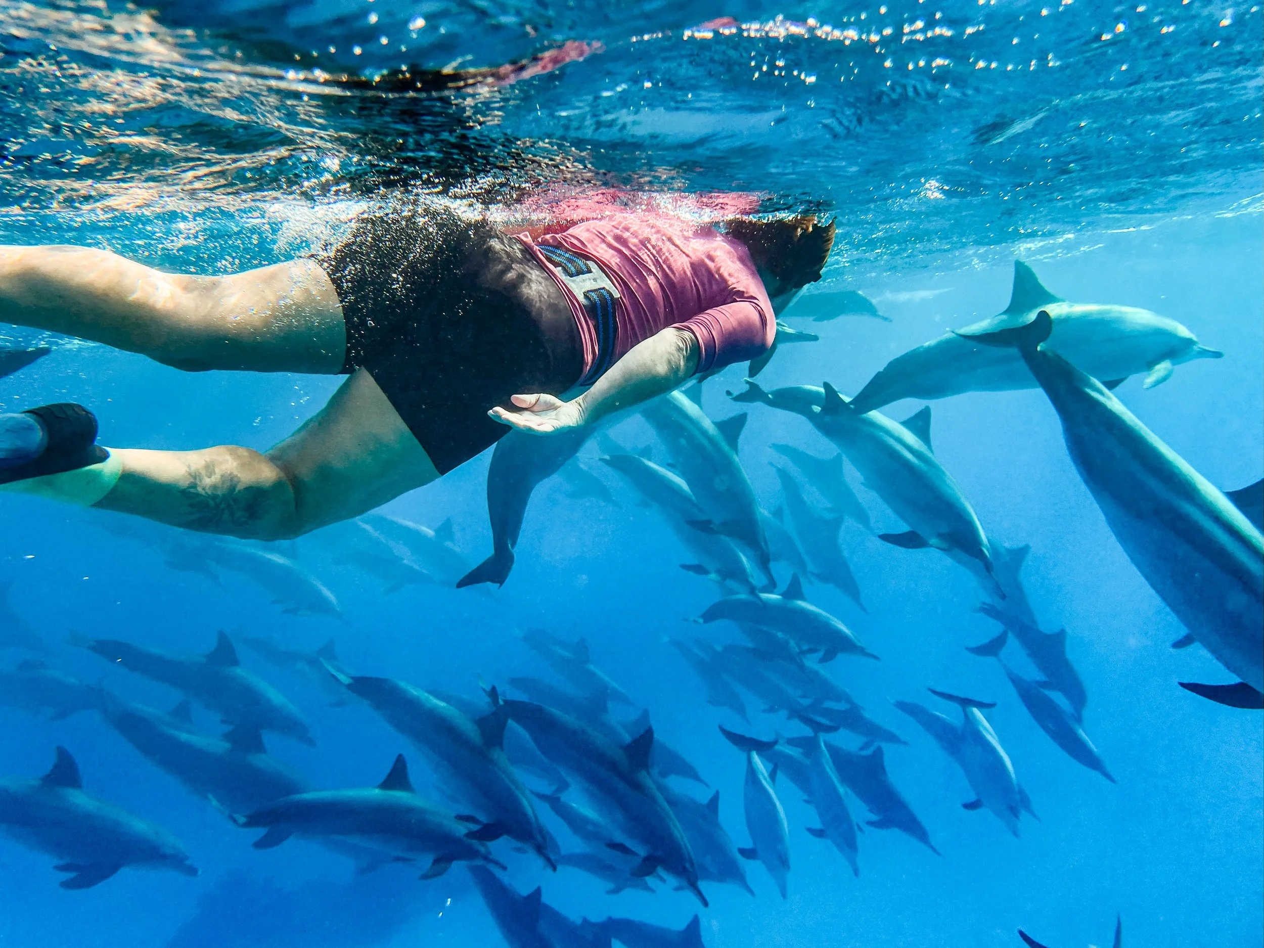 Organisatie snorkelen met dolfijnen Rode Zee Egypte — SATAYA DOLPHIN SAFARI