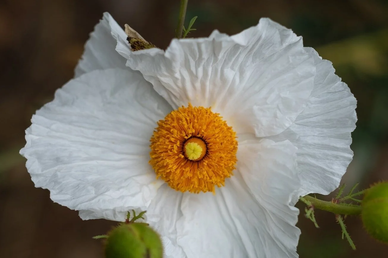 THE MOUNTAIN MERMAID