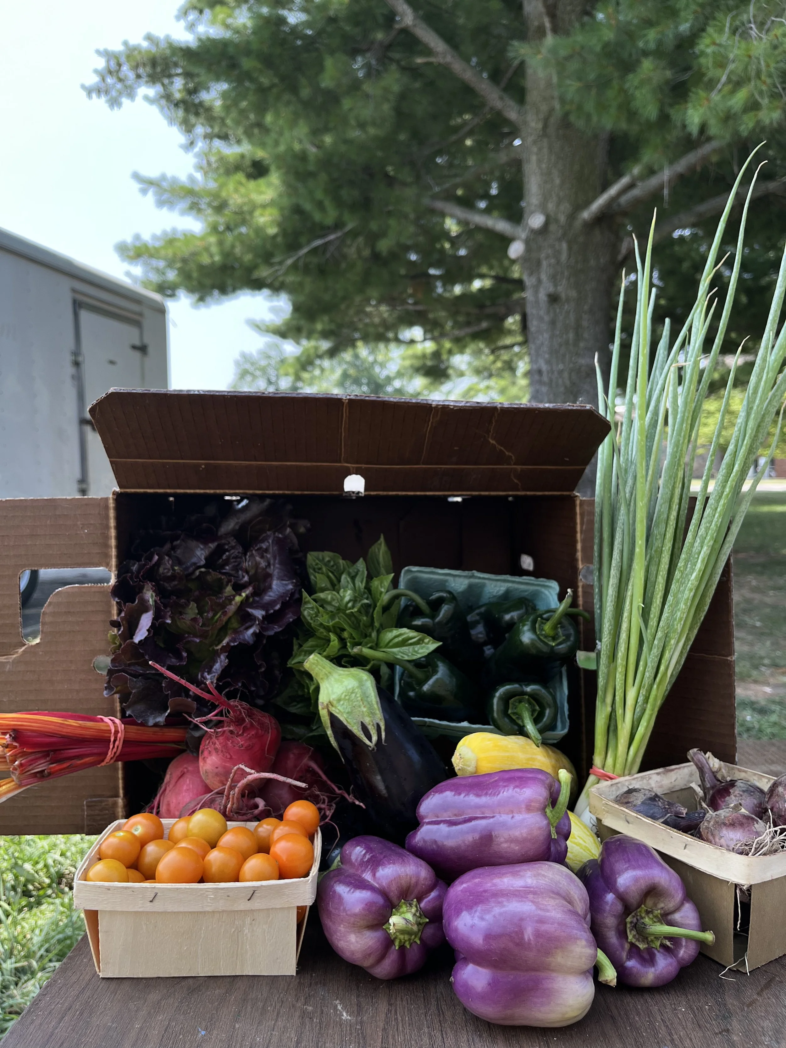 CSA — Sola Gratia Farm