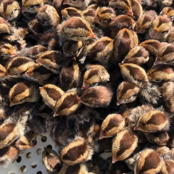 Bobwhite Quail For Sale - Order Your Birds — Triple L Quail