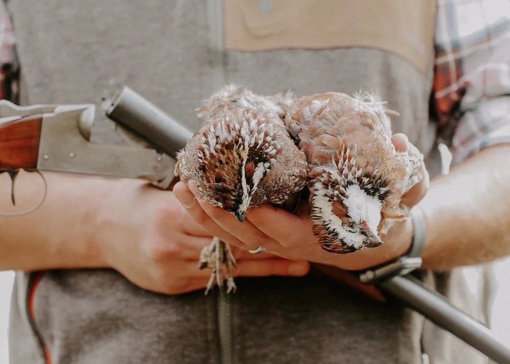 Bobwhite Quail For Sale - Order Your Birds — Triple L Quail