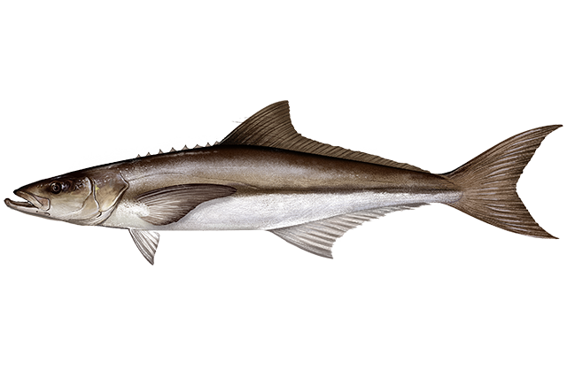 Species — Destin Inshore Guides