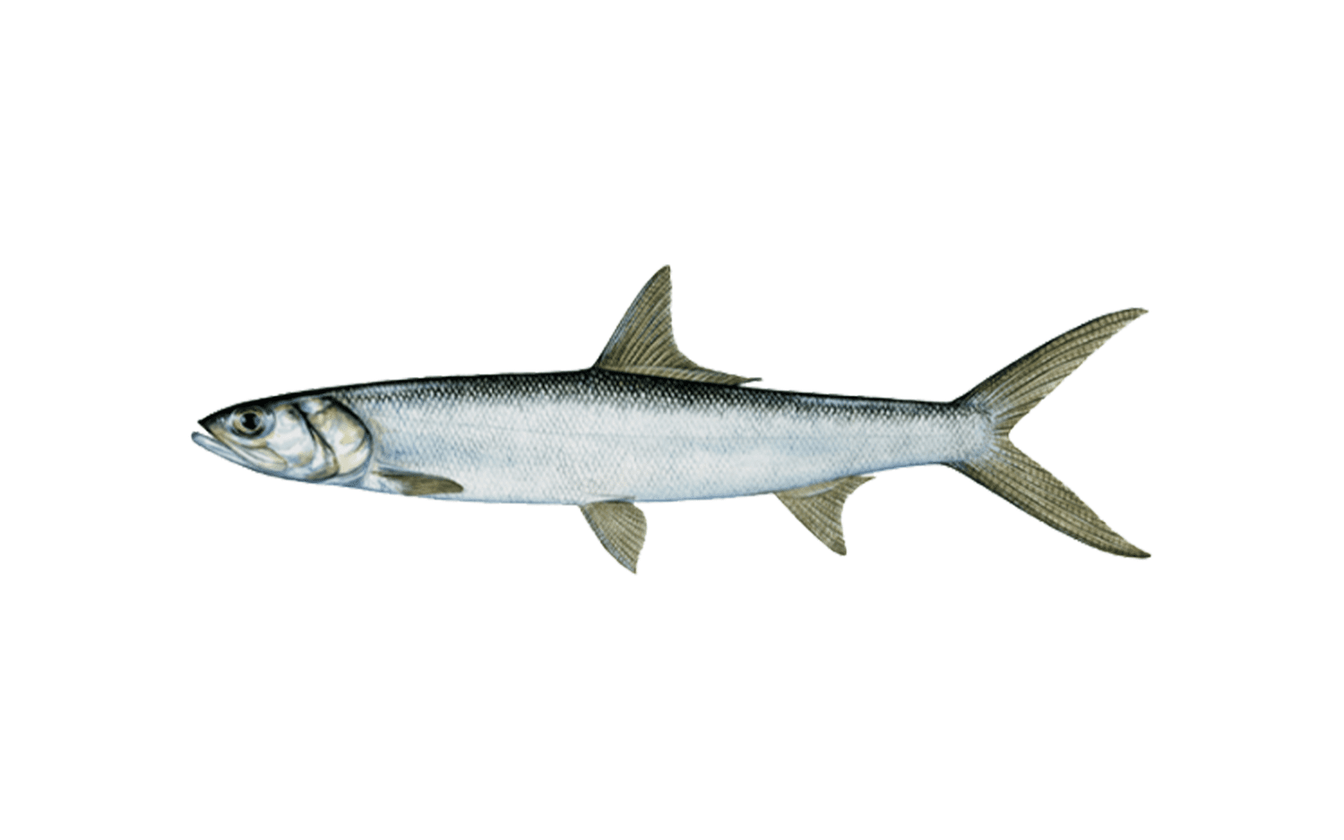 Species — Destin Inshore Guides