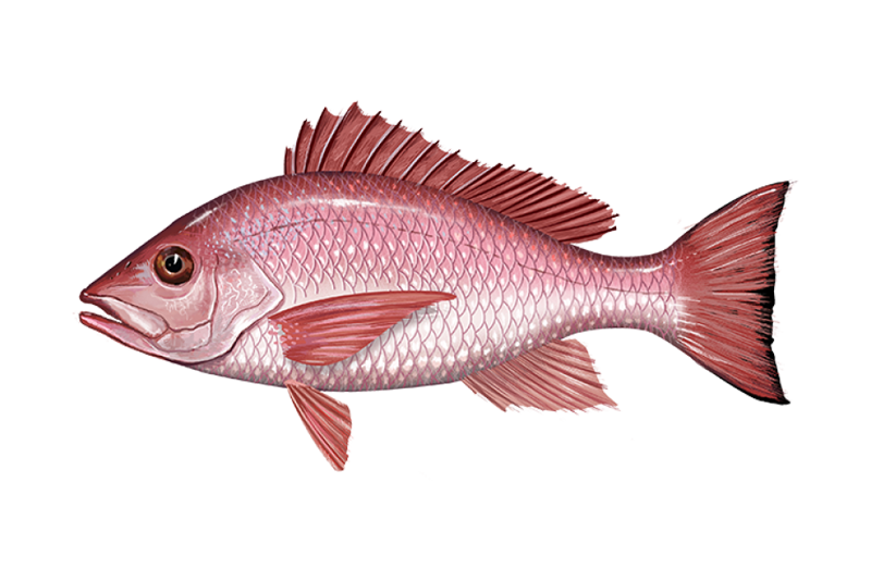 Species — Destin Inshore Guides