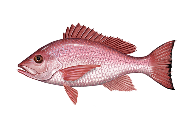 Species — Destin Inshore Guides