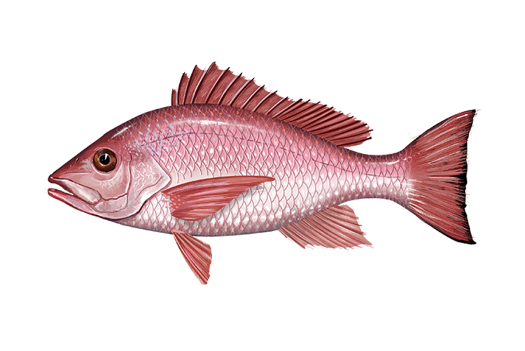 Species — Destin Inshore Guides