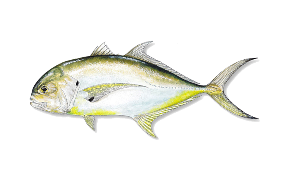 Species — Destin Inshore Guides