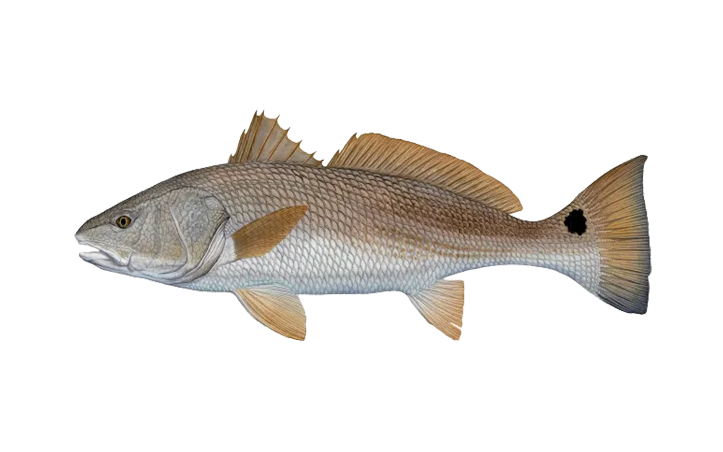 Species — Destin Inshore Guides