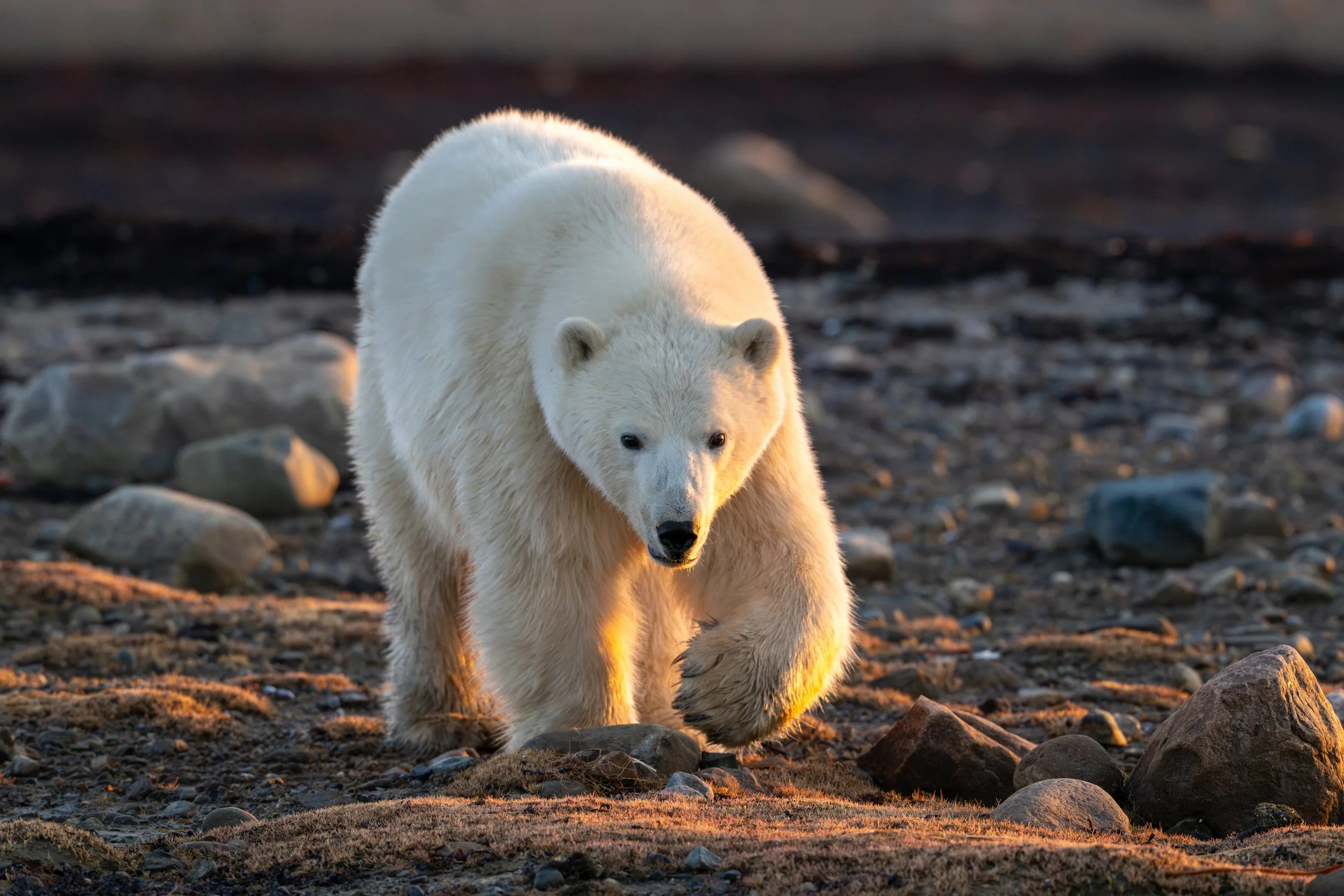 2024 Polar Bears and Northern Lights Safari — Thornhill Expeditions
