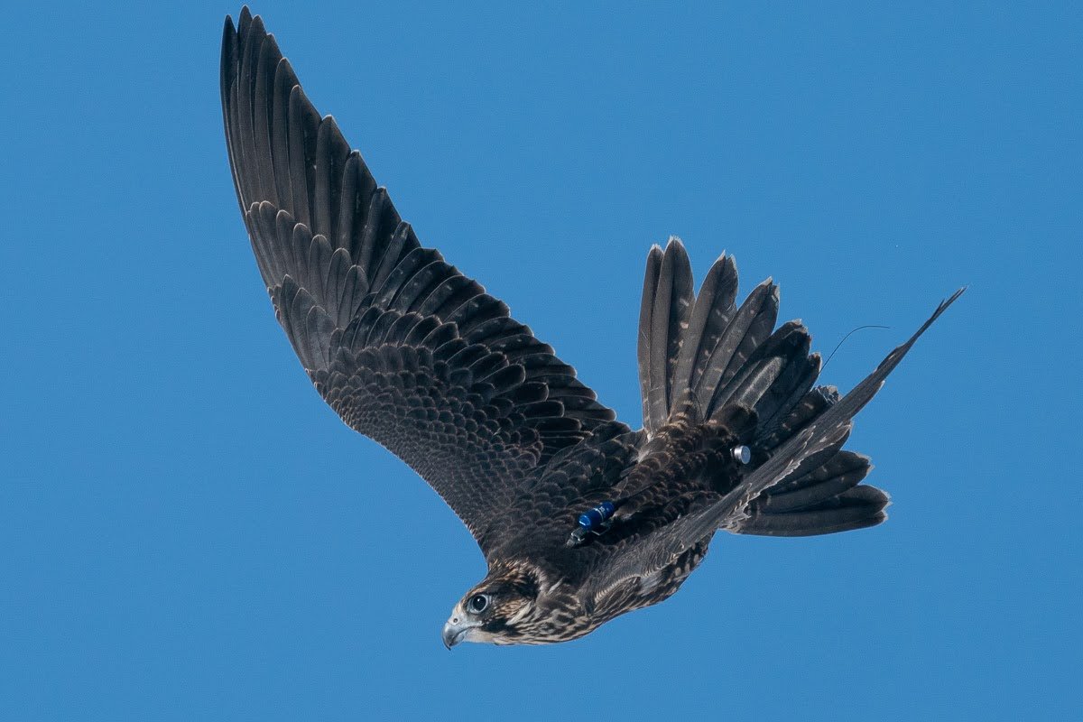 Forms — Saskatchewan Falconry Association