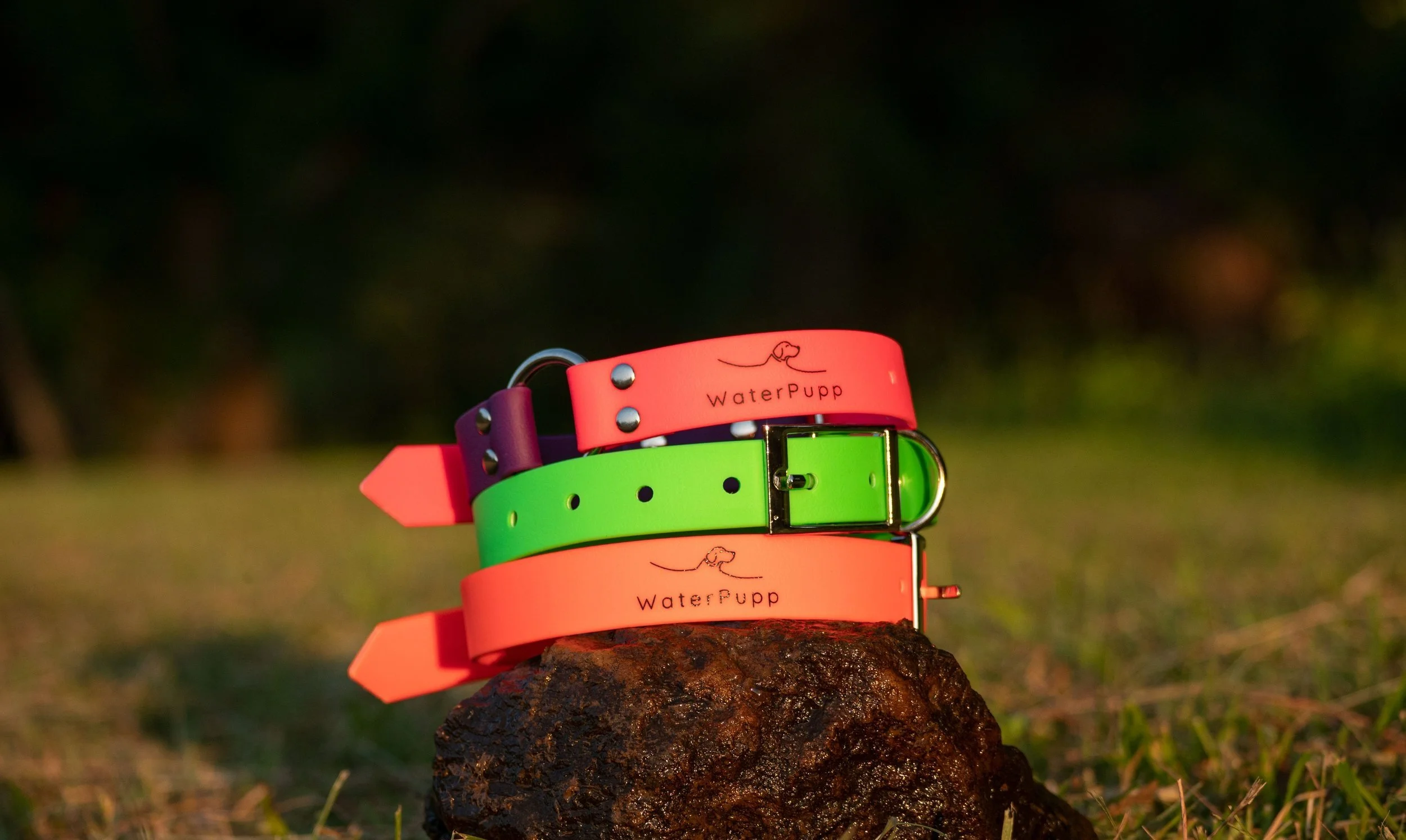 Adventure-Ready Outdoor Dog Collars & Gear — WaterPupp