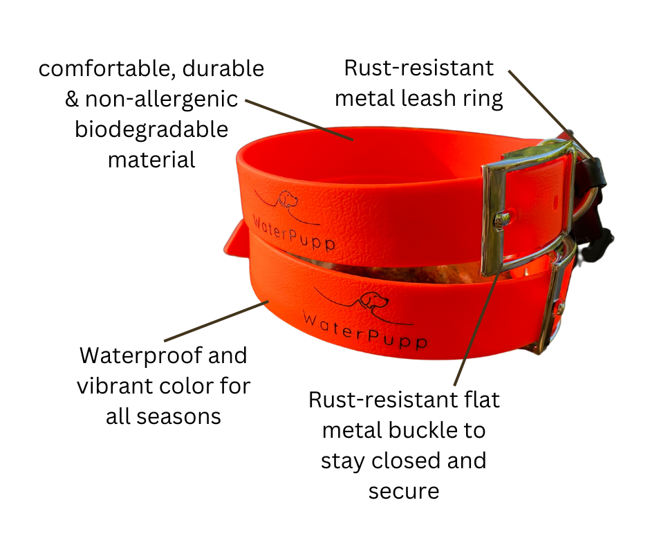 Explore Best Waterproof Dog Collars Here| No More Bacteria