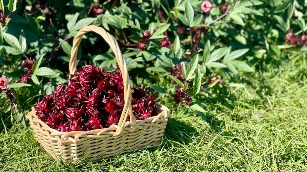 Delicious & Nutritous Roselle Tea — Simply Made Homestead