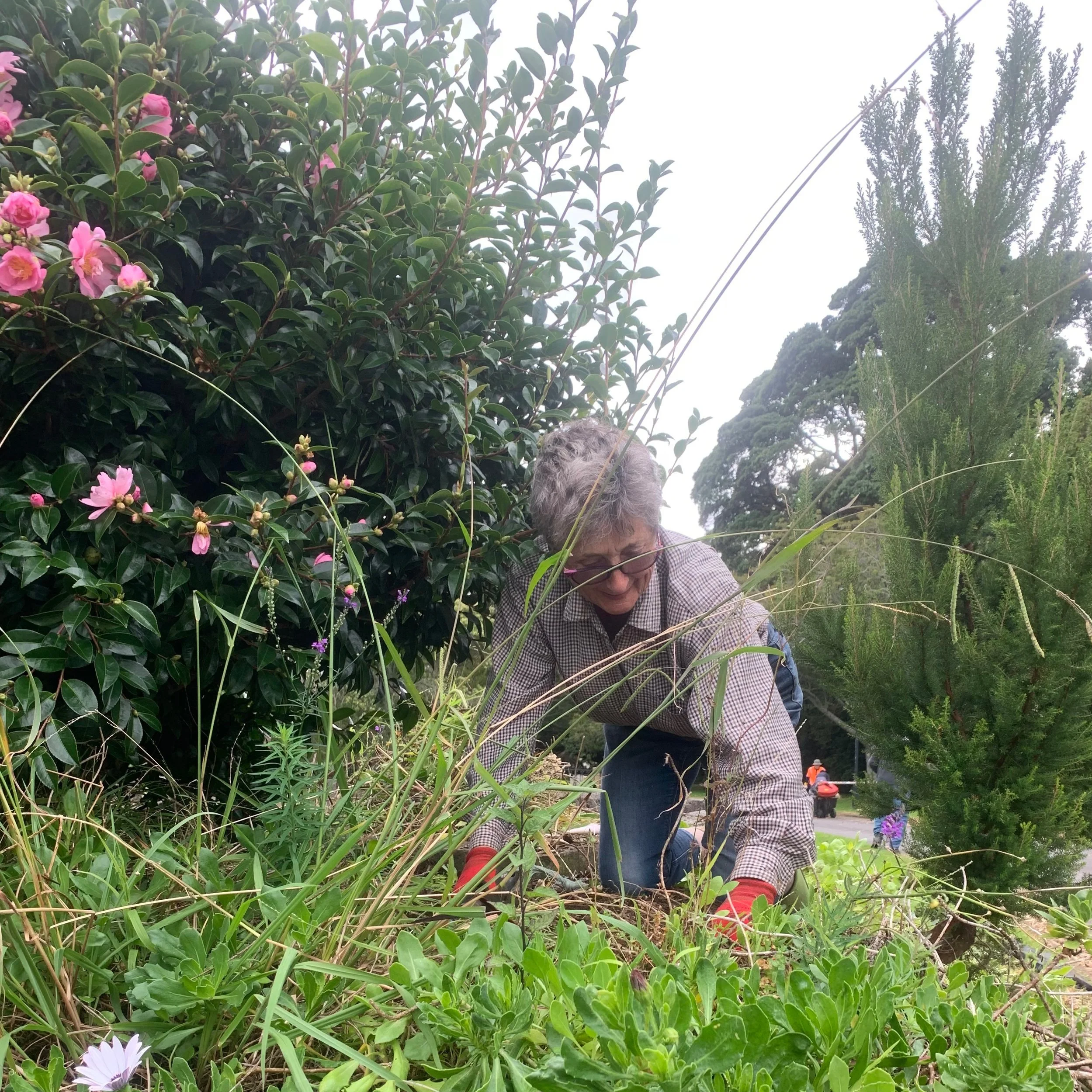 Mahi Pai — TARANAKI CATHEDRAL
