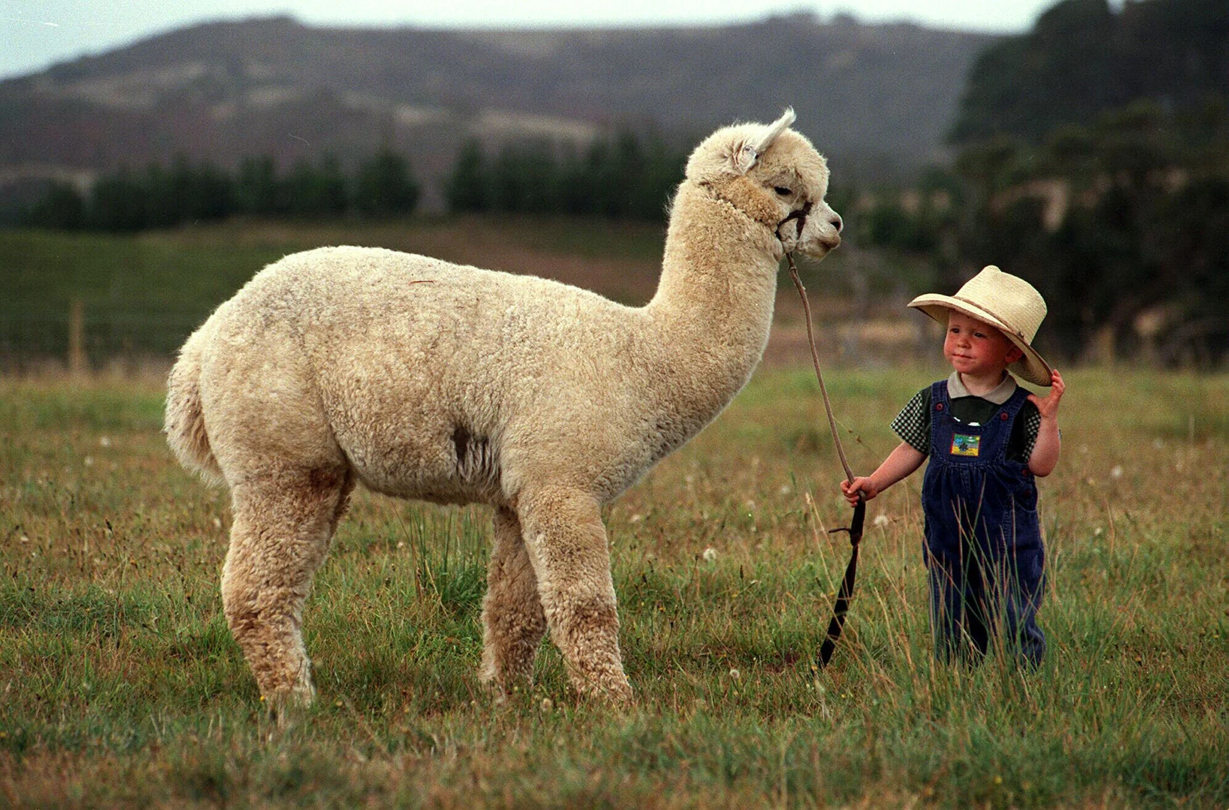 About us — Ambersun Alpacas