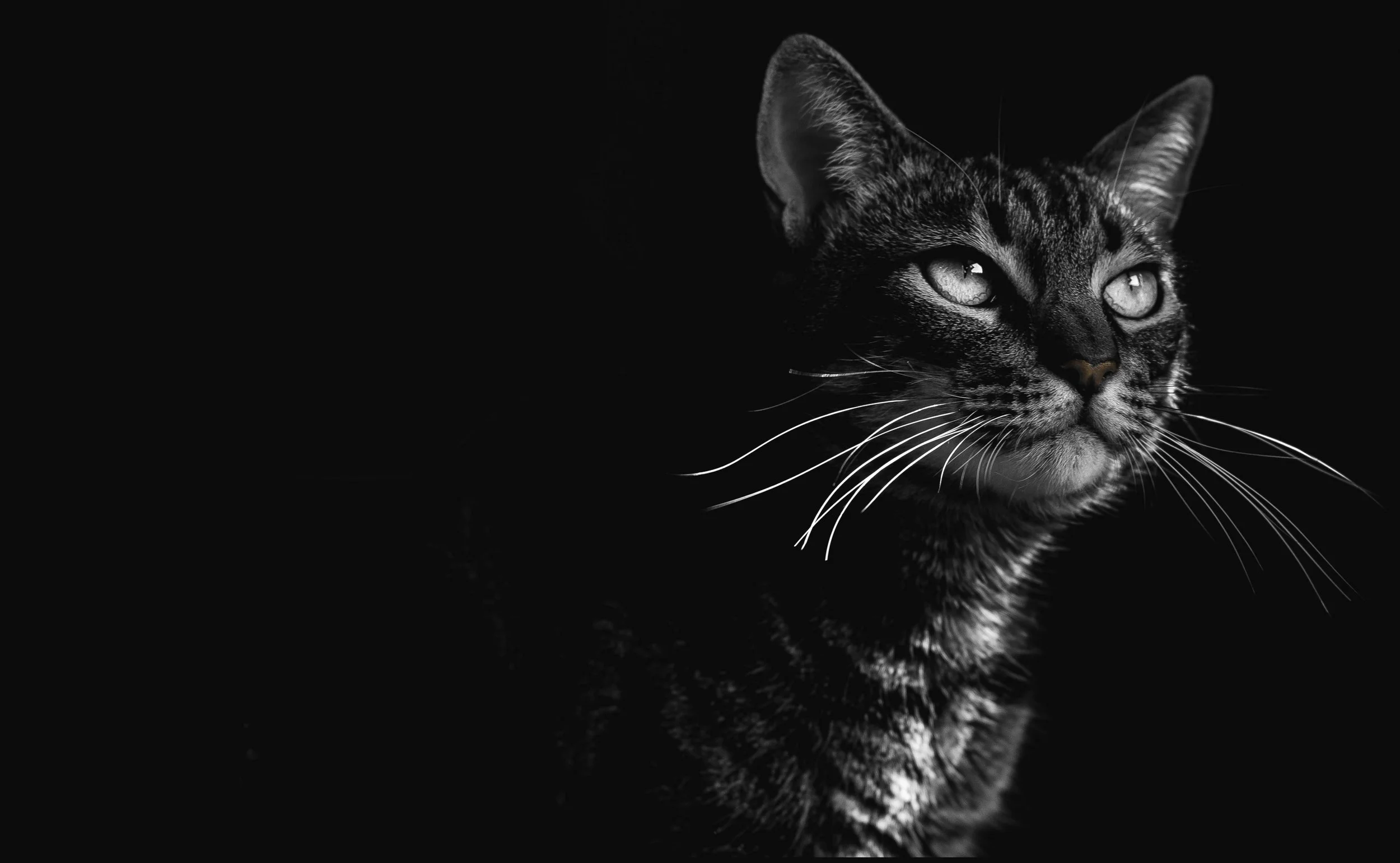 CatioPod™ | Explore Our Luxury Cat Enclosures