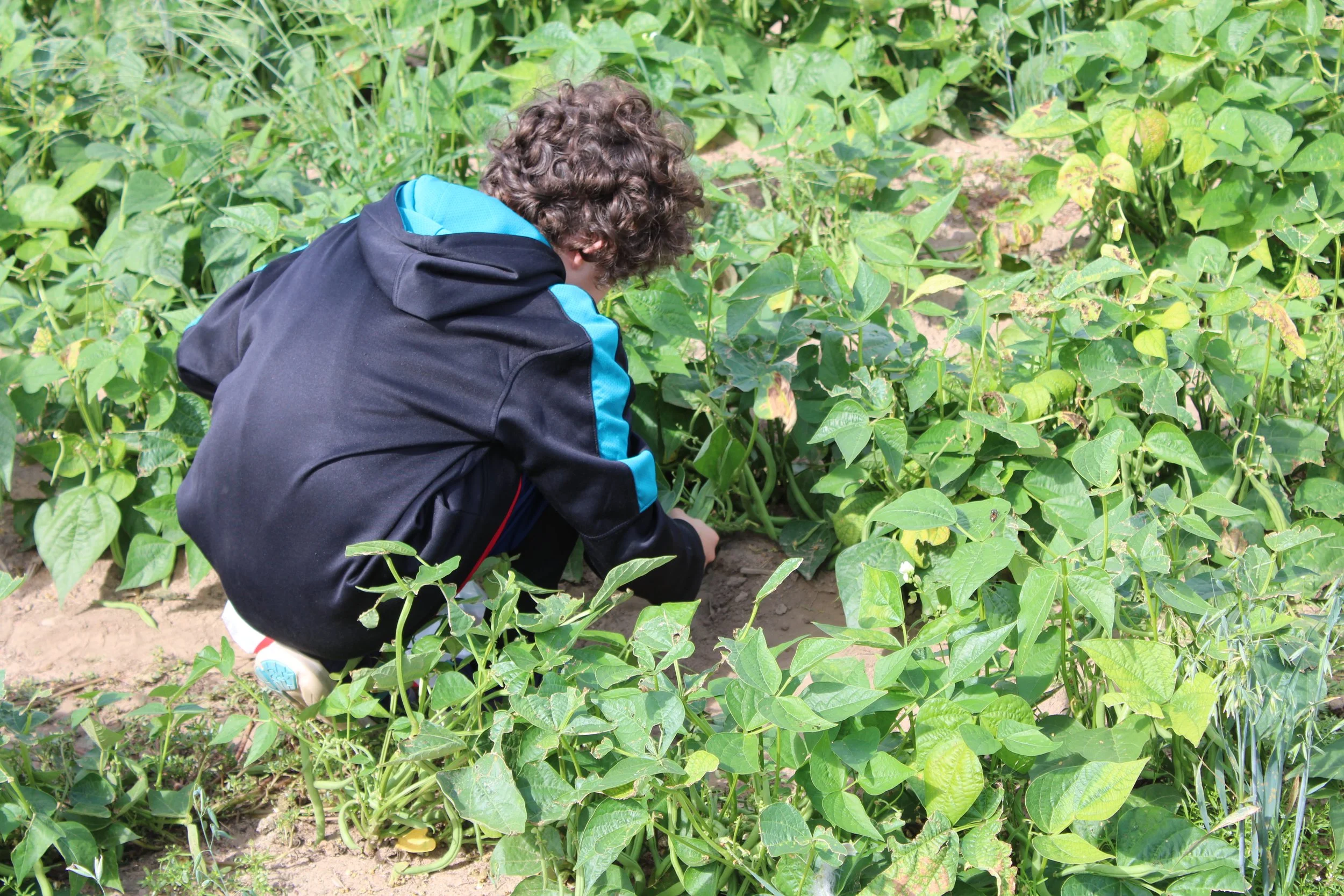 Exhibits | Food + Farm Exploration Center