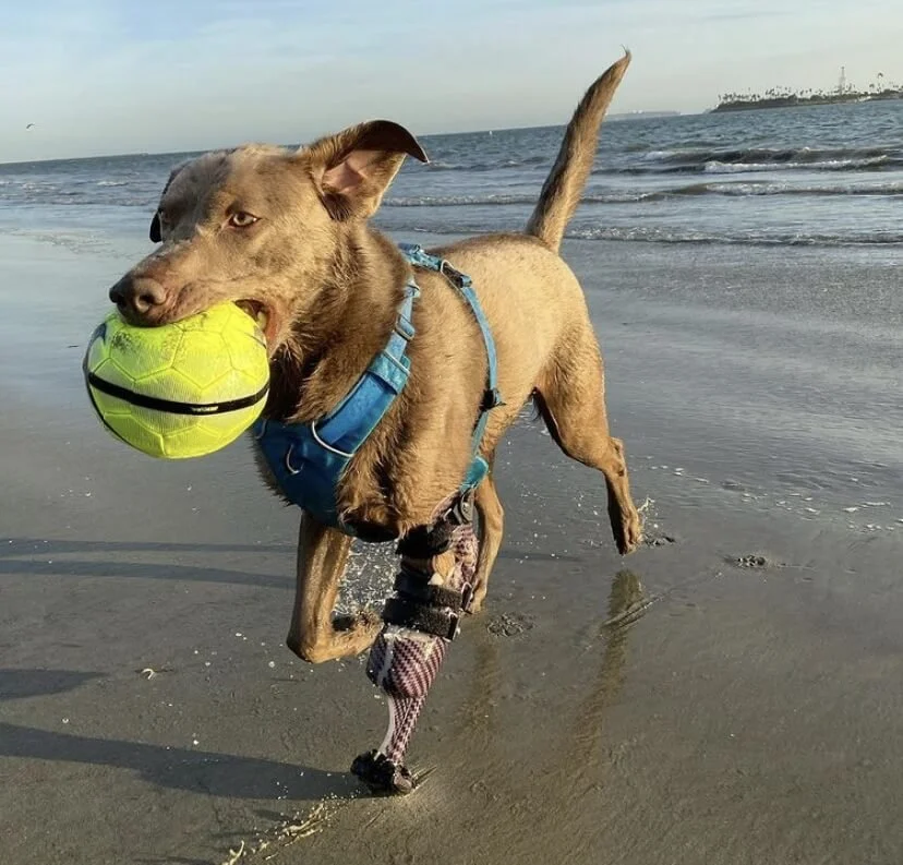 Custom Prosthetics for Animals - Pawsthetics