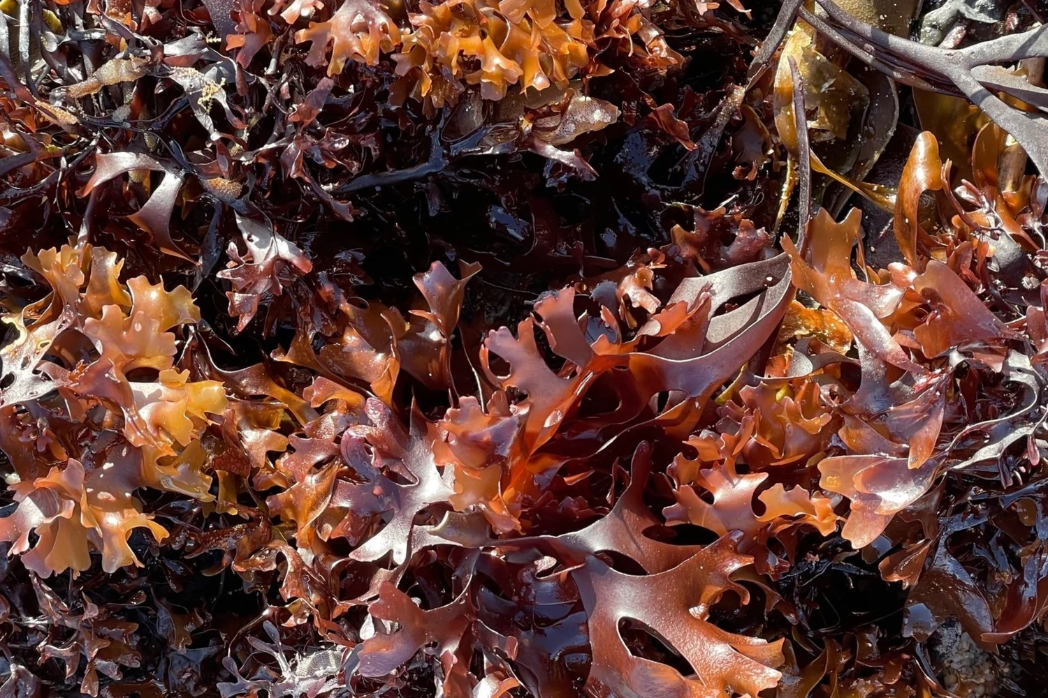 How to press seaweed — Real Pressed Seaweed