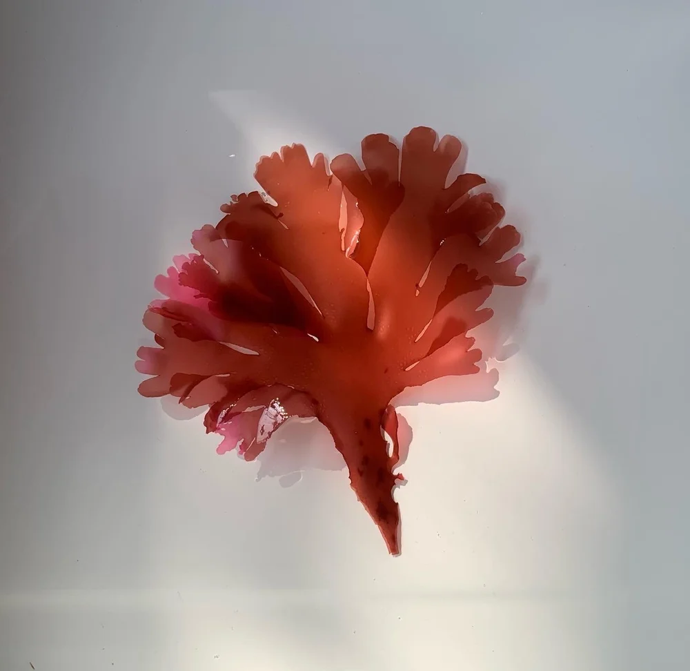 How to press seaweed — Real Pressed Seaweed