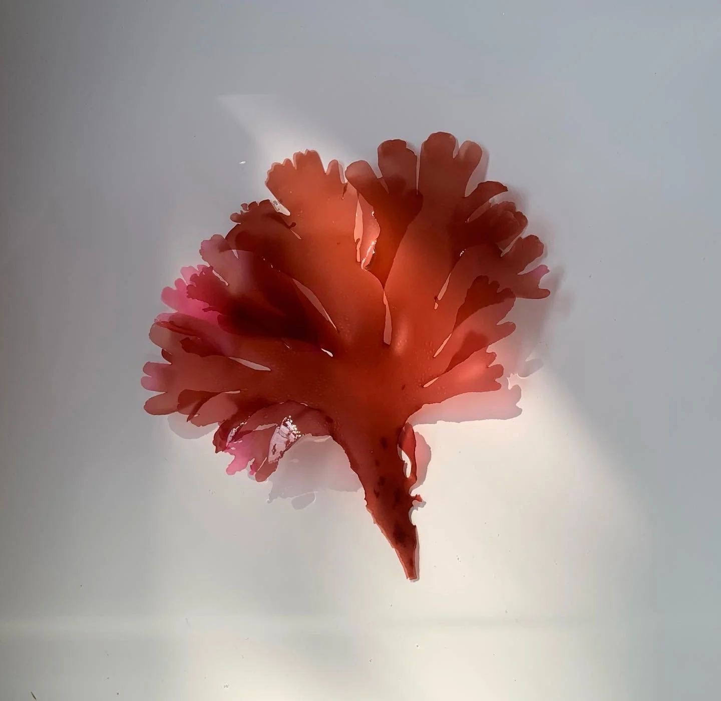 How to press seaweed — Real Pressed Seaweed