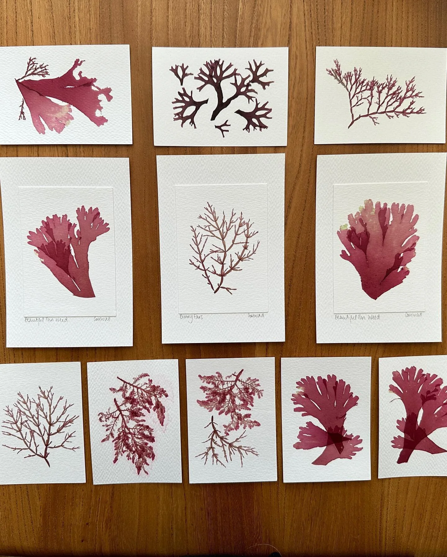 Real Pressed Seaweed