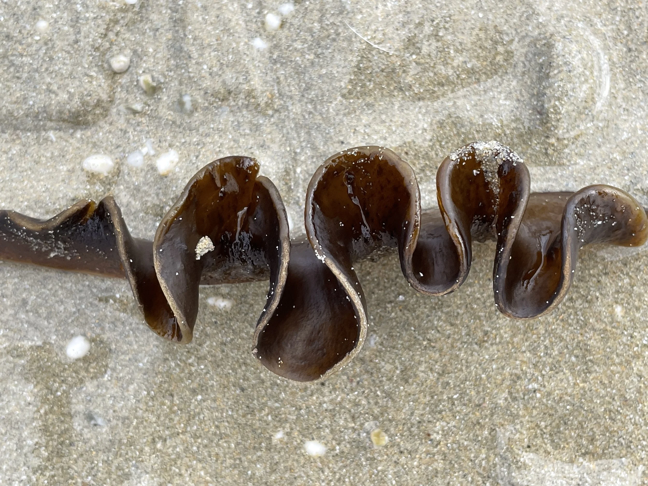 Identifying seaweed — Real Pressed Seaweed