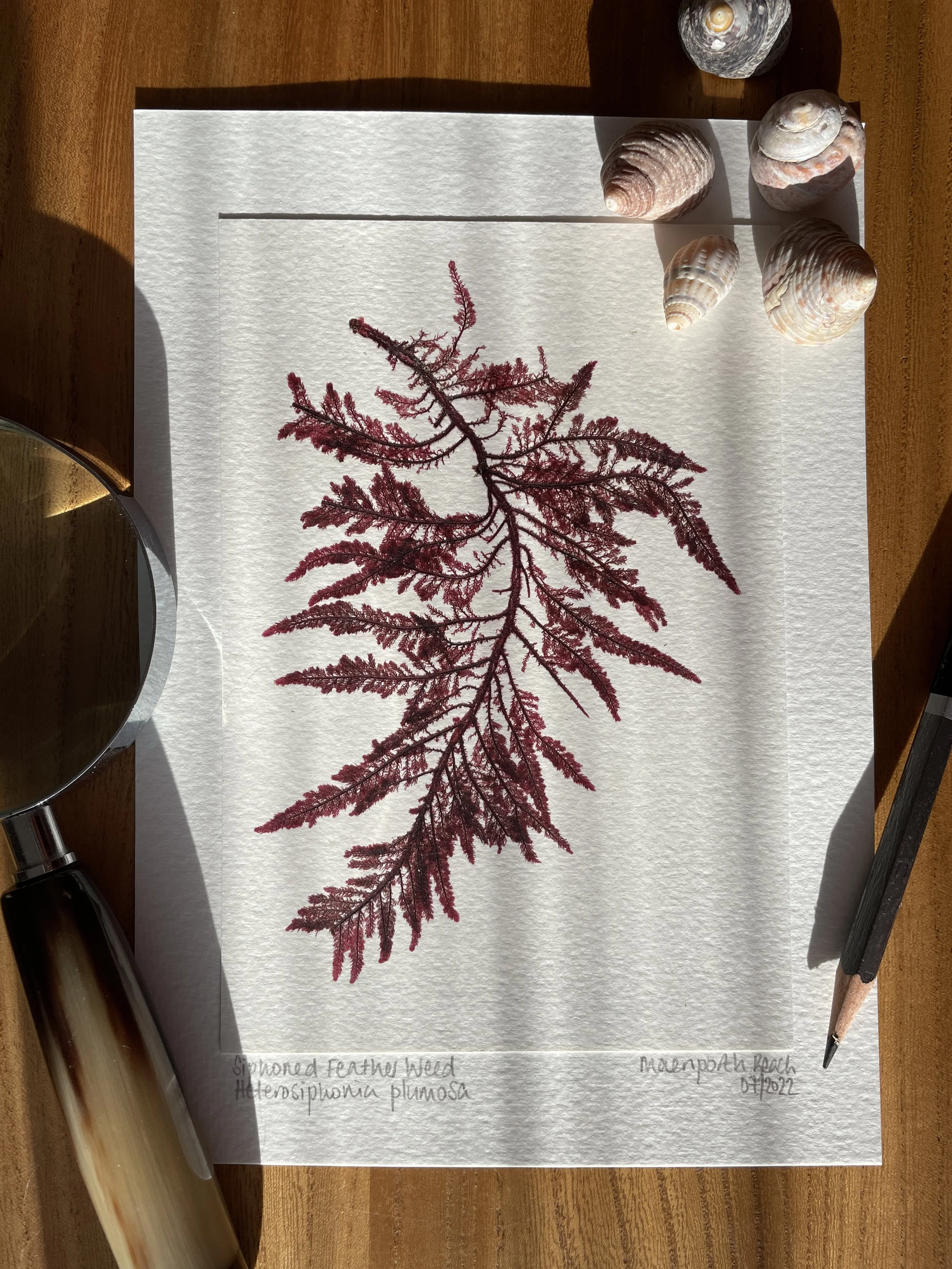 Real Pressed Seaweed