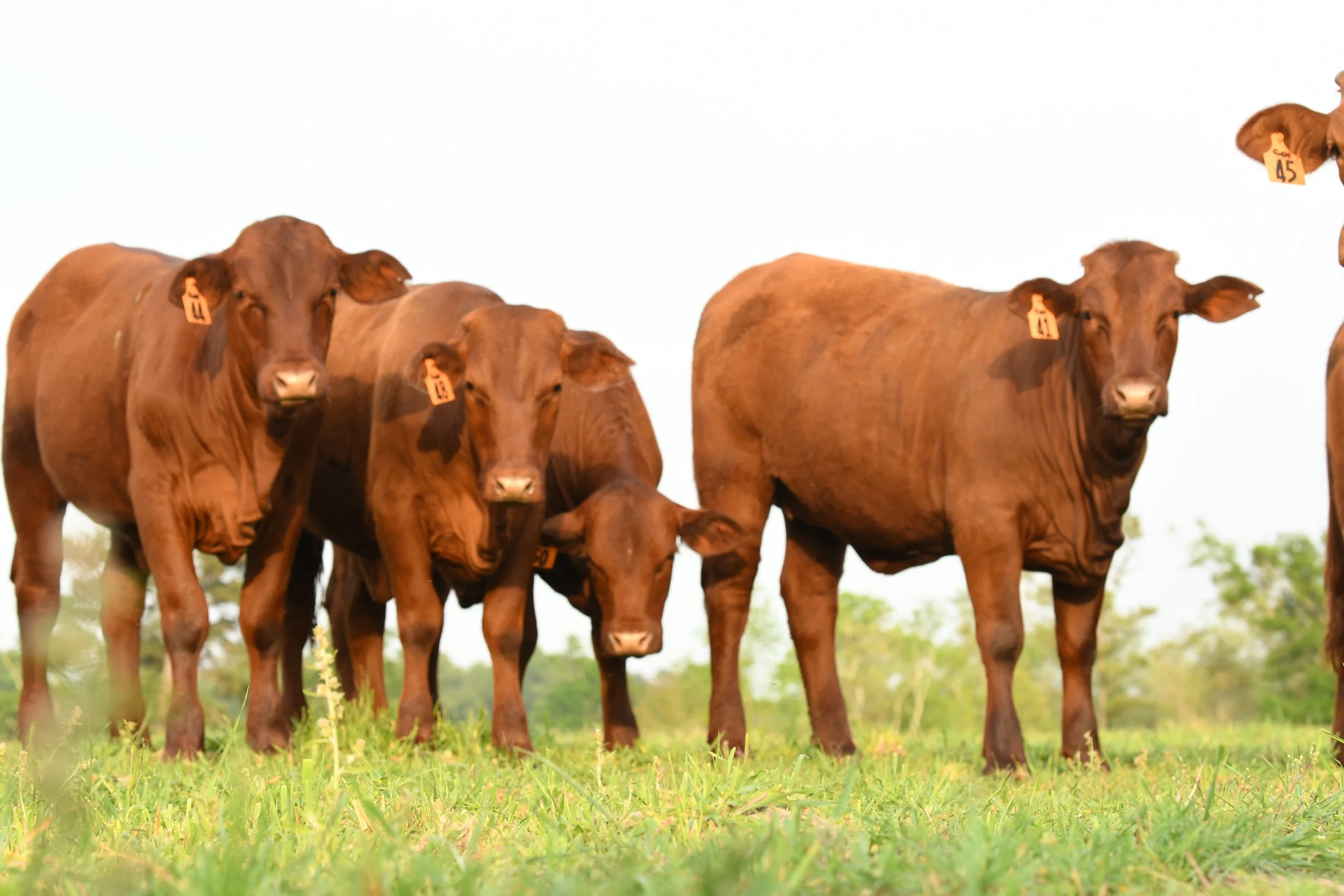 Thomasville Stockyard