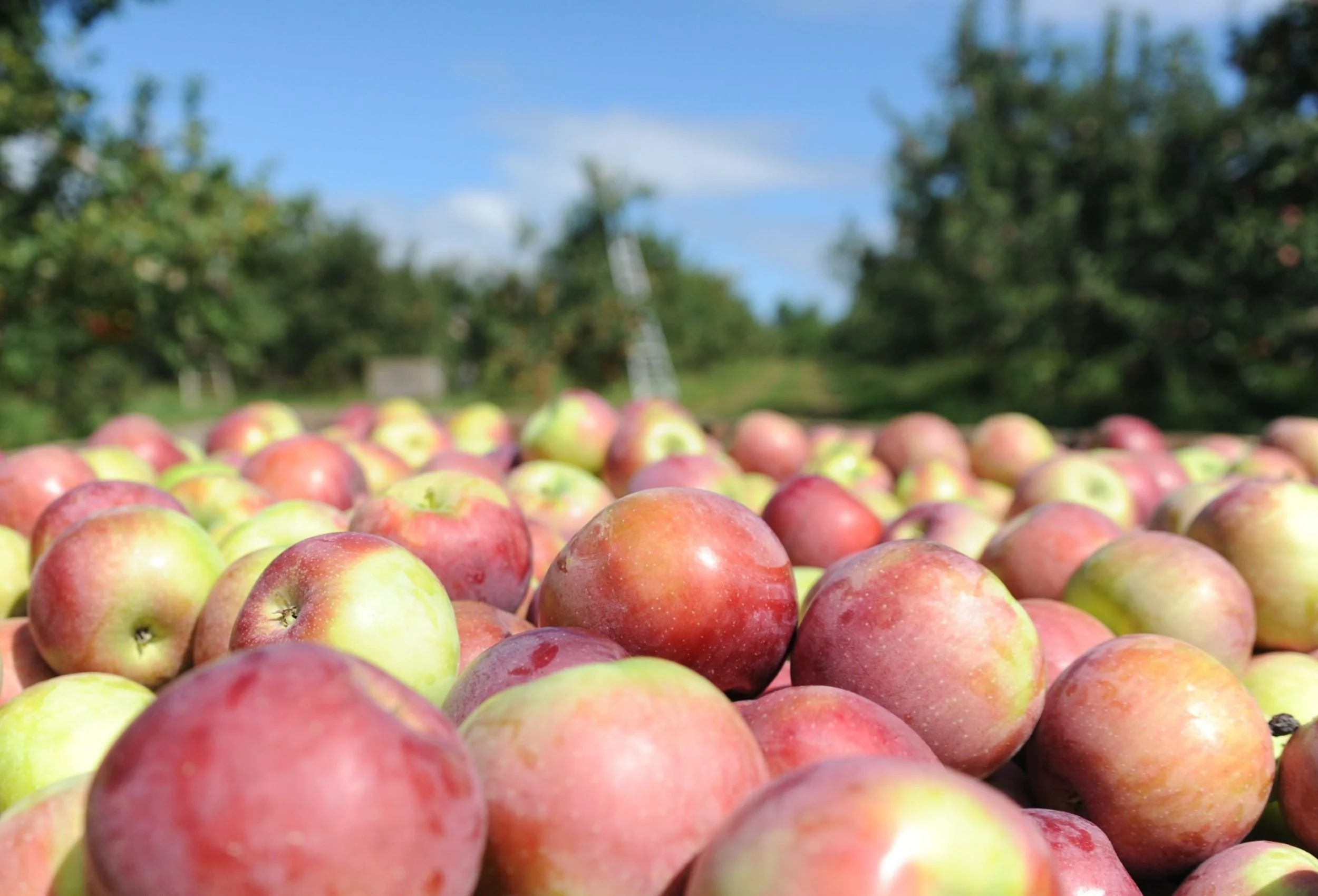 About Bad Seed Hard Cider — Bad Seed Hard Cider