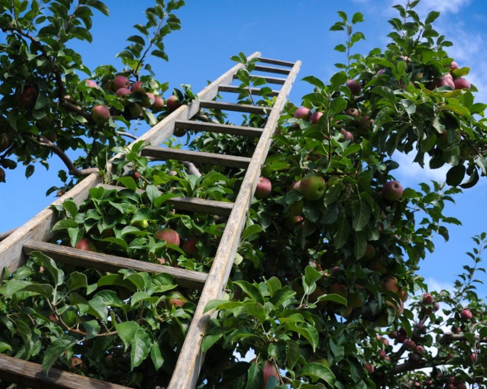 Connect with Bad Seed Hard Cider — Bad Seed Hard Cider